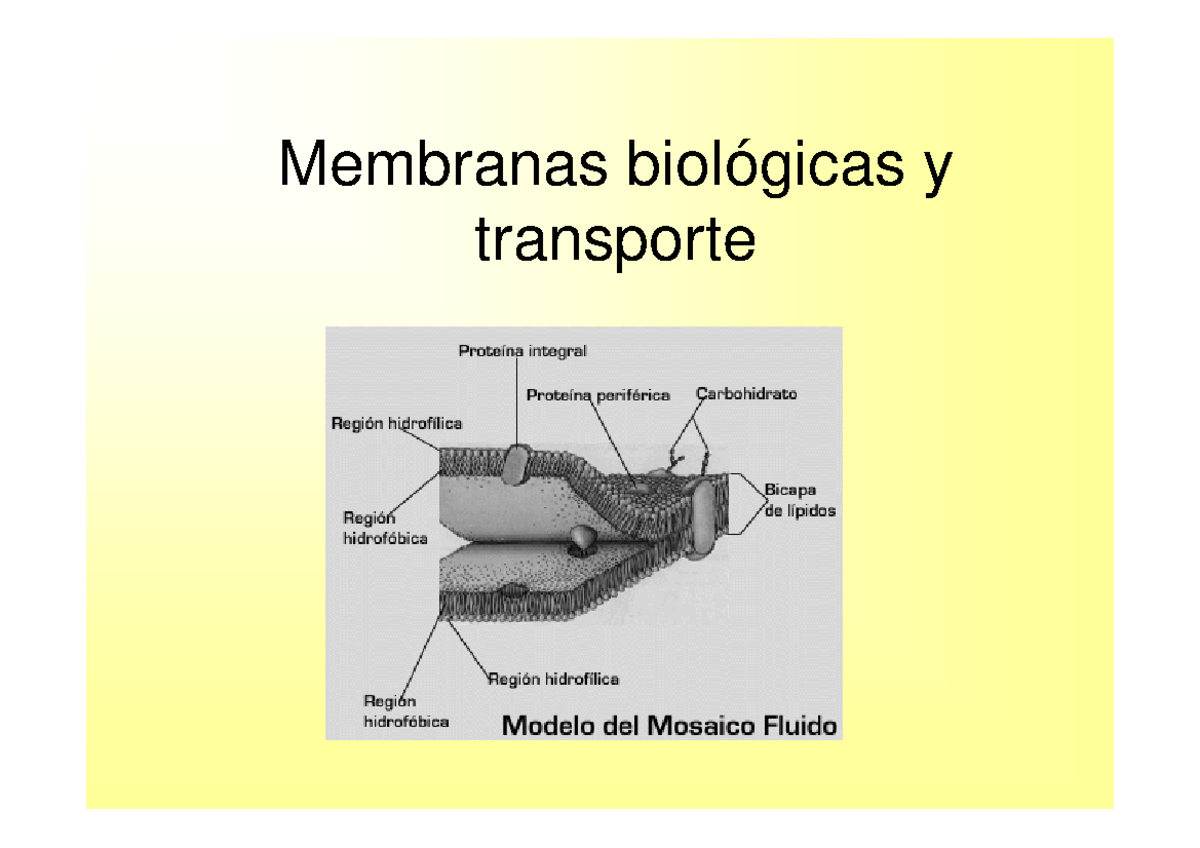 Membranas biologicas - Las proteínas incluidas en la membranas son las ...