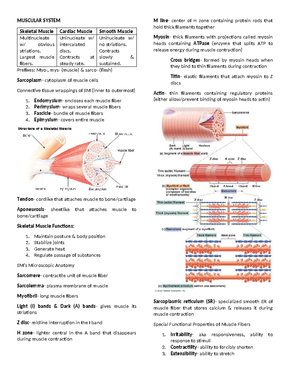Musular-system-reviewer - MUSCULAR SYSTEM Skeletal Muscle Cardiac ...