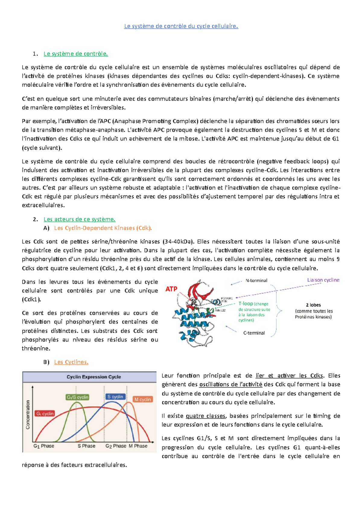 Le système de contrôle du cycle cellulaire - Le système de contrôle. Le ...