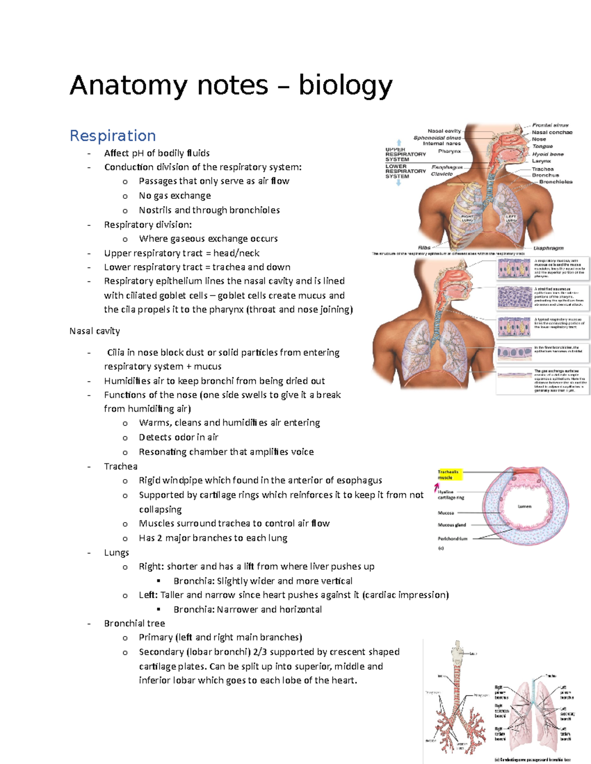 Anatomy notes - here ya go, summary of the lectures - Anatomy notes ...