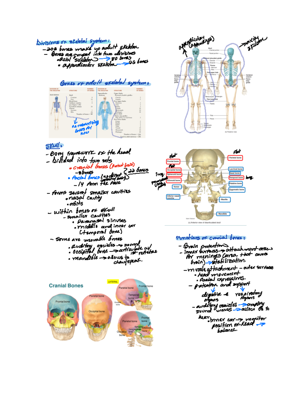 Chap 7- axial skeletal system-lecture notes - Divisions or skeletal ...