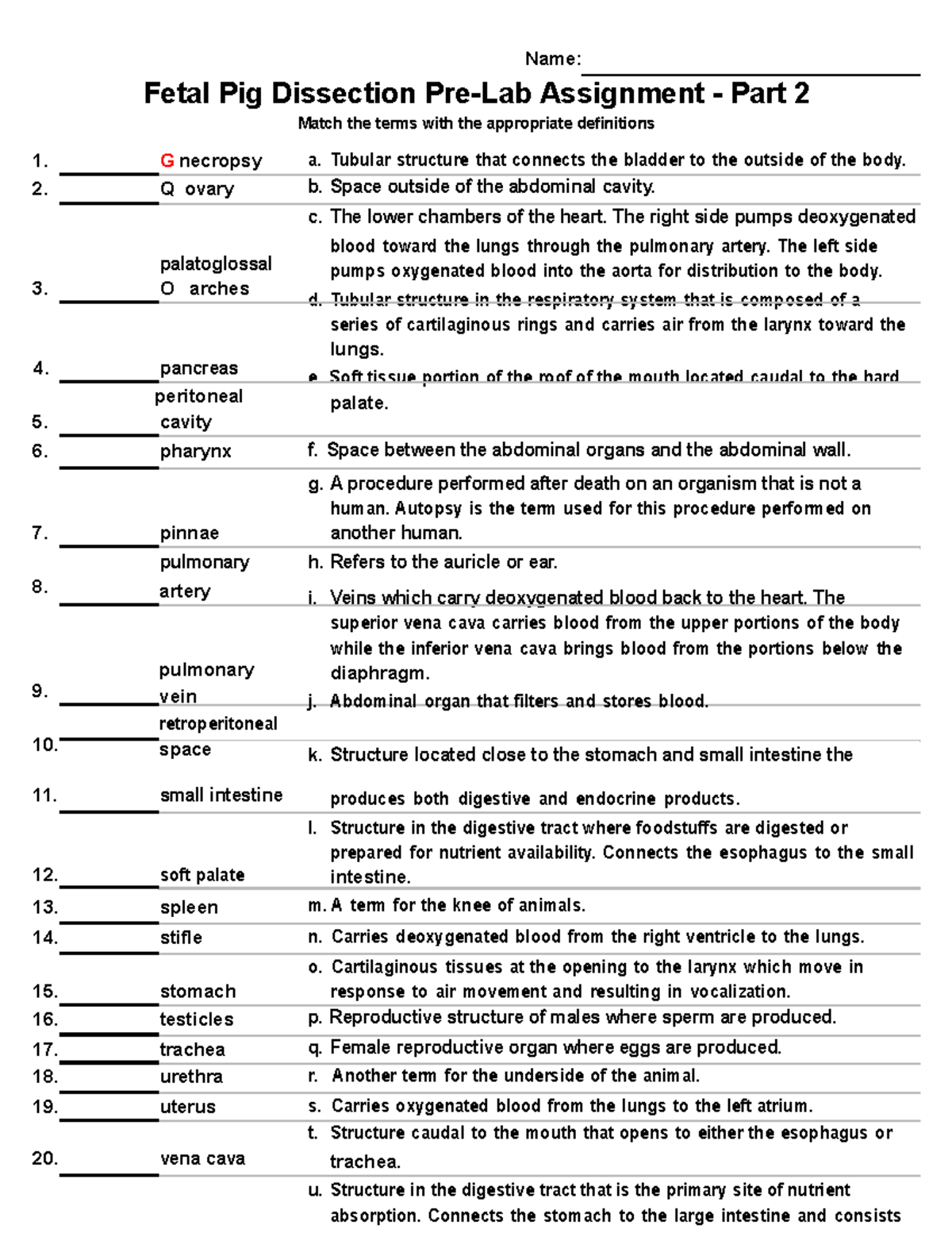 Fetal Pig Dissection Pre Lab Wksht 2 Name Fetal Pig Dissection Pre 
