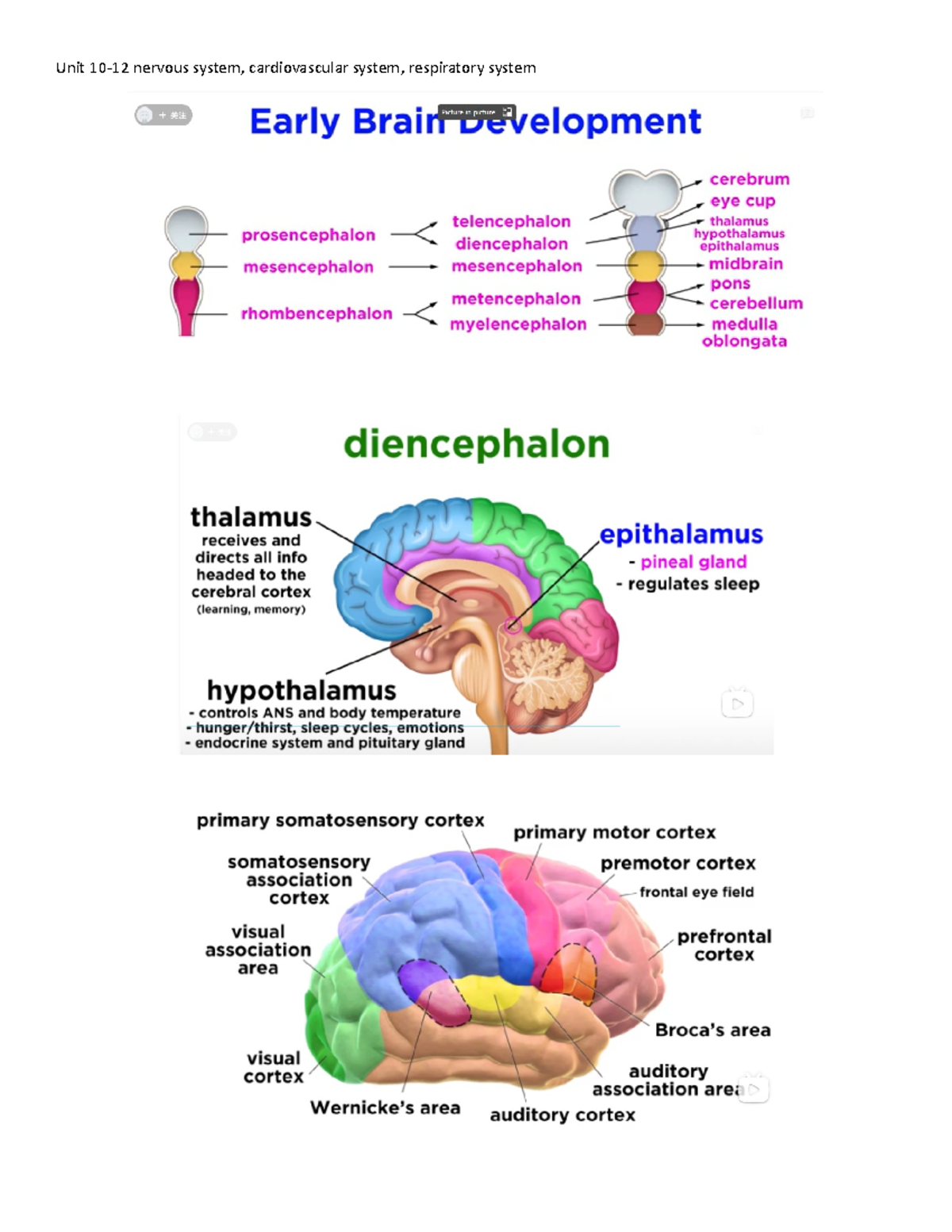 Reading notes for unit 10-12 - Unit 10-12 nervous system ...