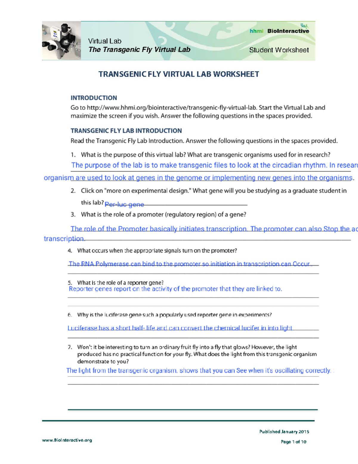 Fly - yes - BioInteractive Published January 2015 Student Worksheet The ...