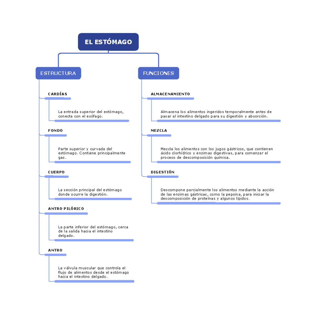 EL Estómago Organizador - ESTRUCTURA CARDÍAS La entrada superior del ...