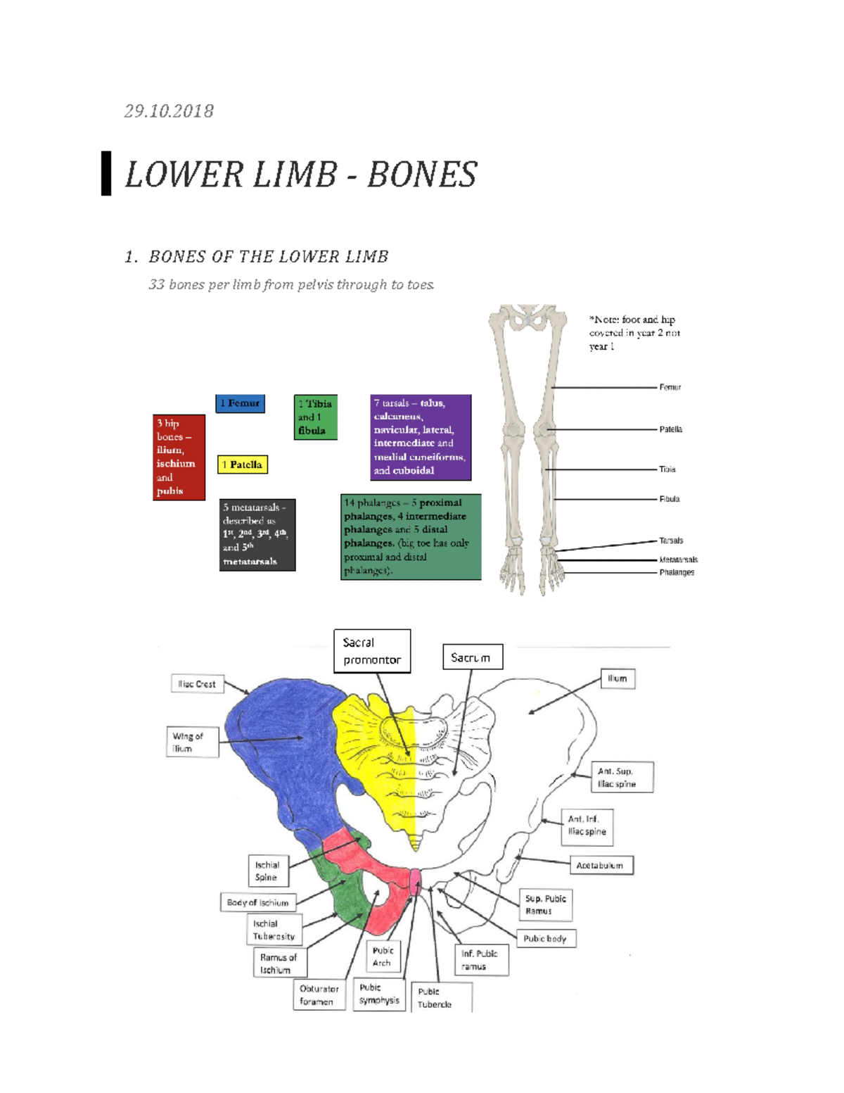 Lower limb notes - 29. LOWER LIMB - BONES 1. BONES OF THE LOWER LIMB 33 ...