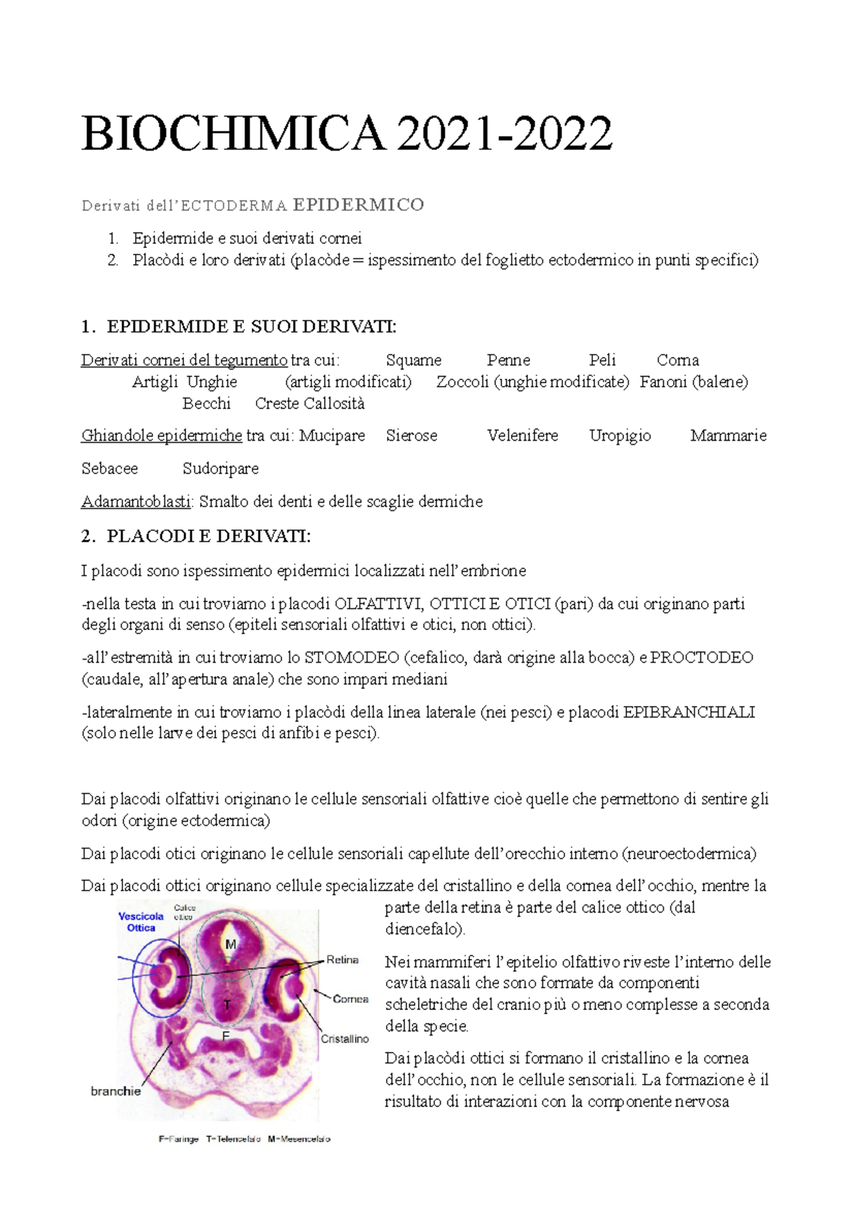 Anatomia comparata Ectoderma derivati dell'ectoderma epidermico ...