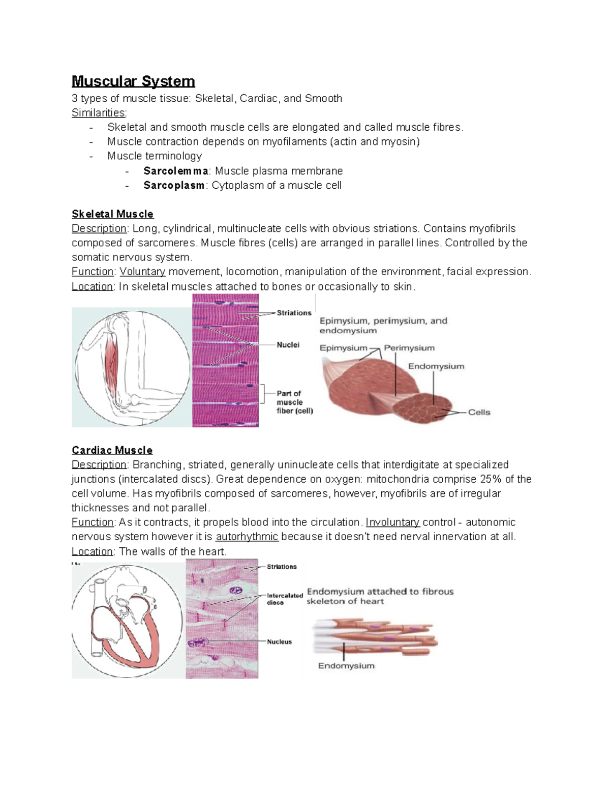 KIN170 - Muscular System - Muscular System 3 types of muscle tissue ...