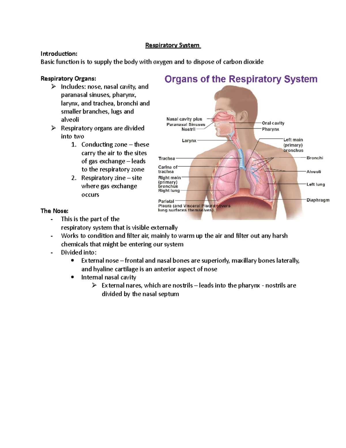 BIOL 301 - unit 6 review - respiratory system - Respiratory System ...
