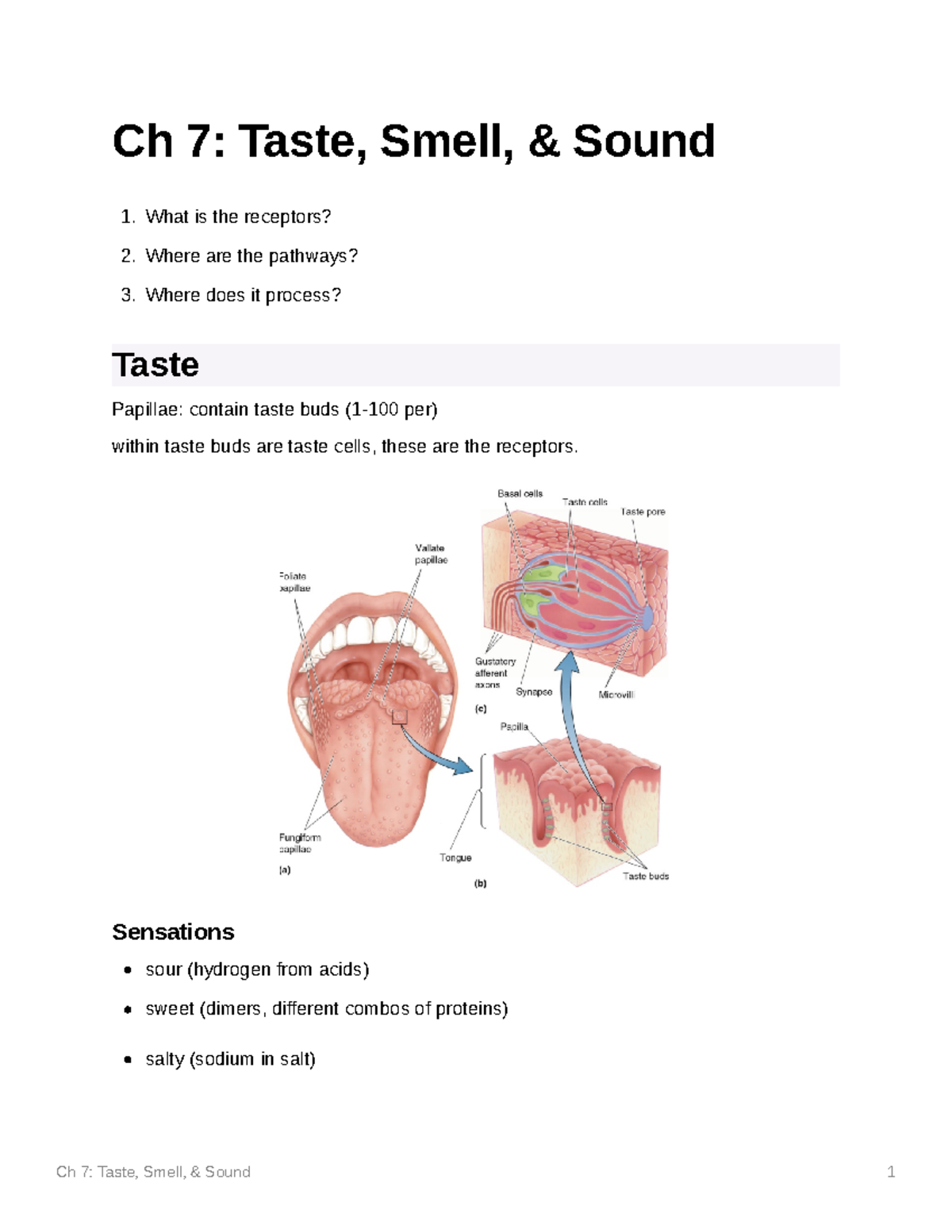 Ch 7 Taste Smell Sound - Professor Tres Bodet - Ch 7: Taste, Smell ...