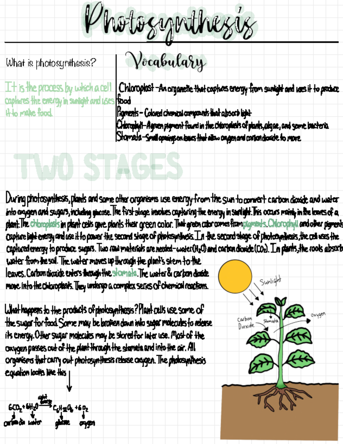 Photosynthesis Notes - Genetics - Photosyothesis What is photosynthesis ...