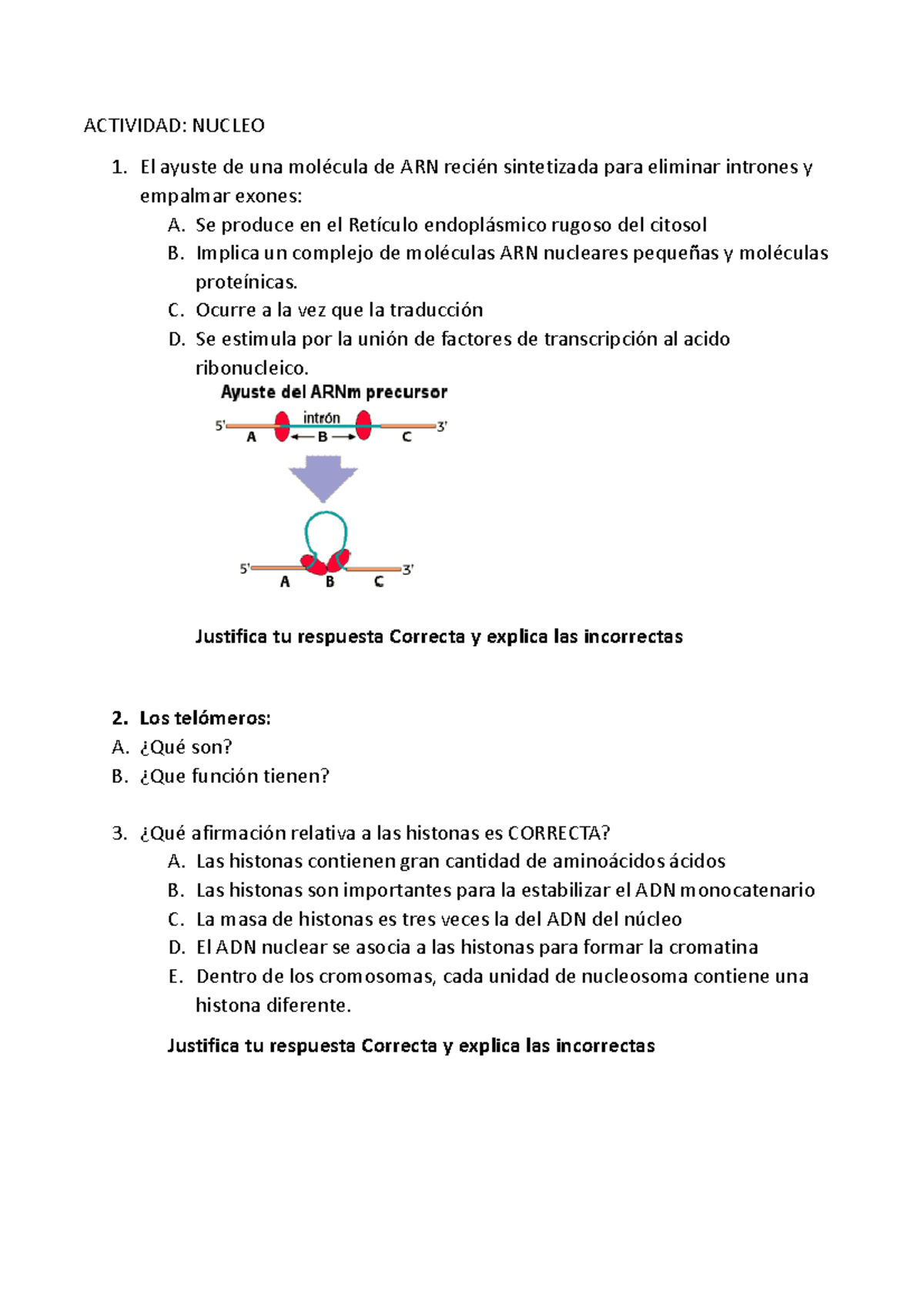 Nucleo - ACTIVIDAD: NUCLEO El ayuste de una molécula de ARN recién ...