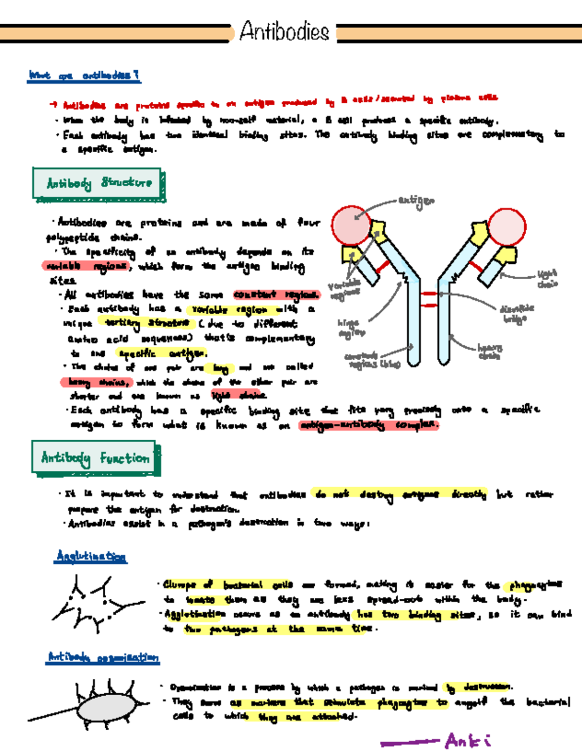 Antibodies Notes - Antibodies What are antibodies? → Antibodies are B ...