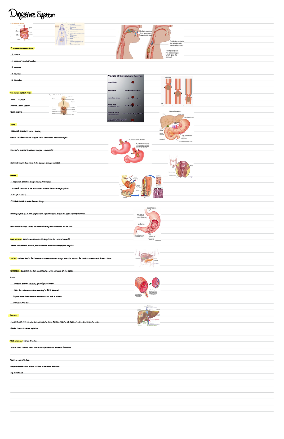 Digestive system - Digestive System 5 processes for digestion of food ...
