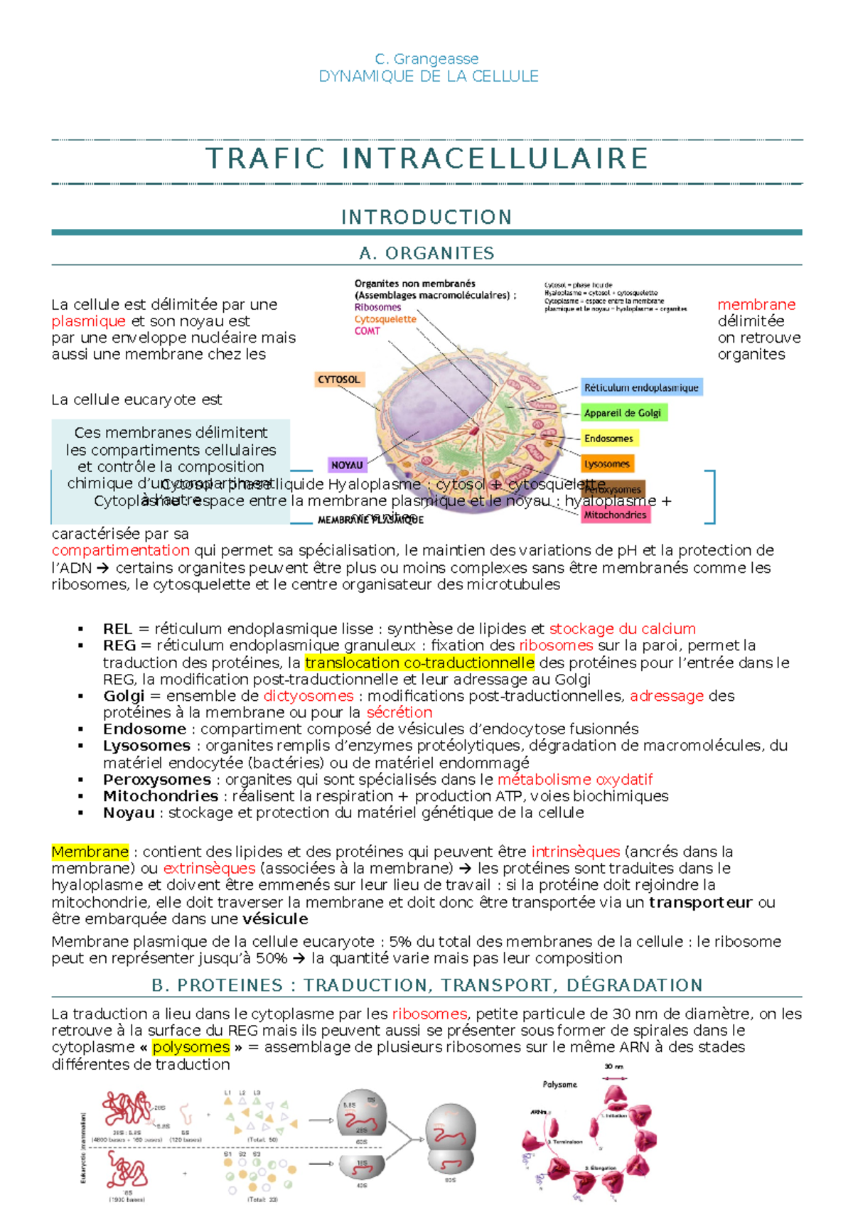 Trafic intracellulaire Cours Grangeasse - DYNAMIQUE DE LA CELLULE T R A ...