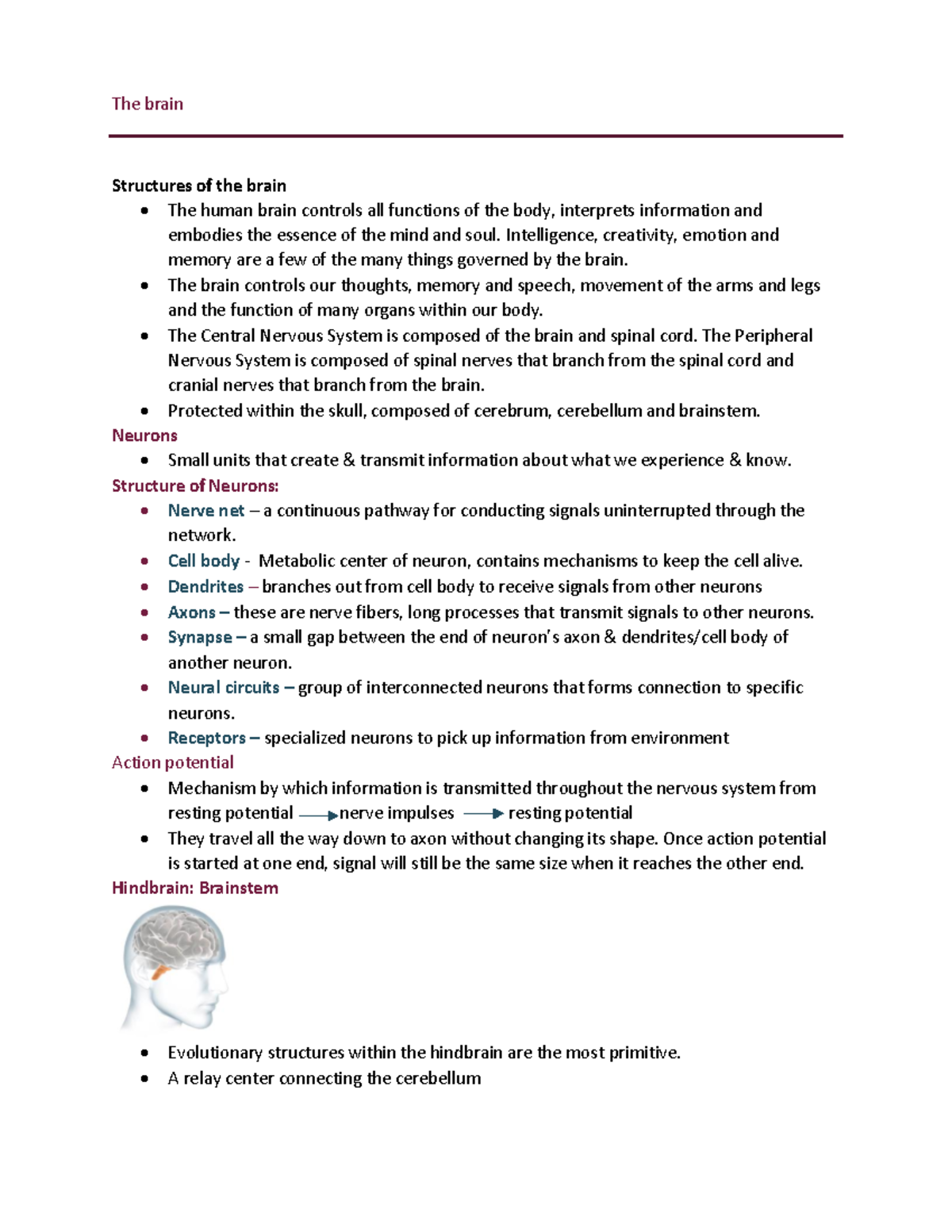 The brain - The brain Structures of the brain - The human brain ...