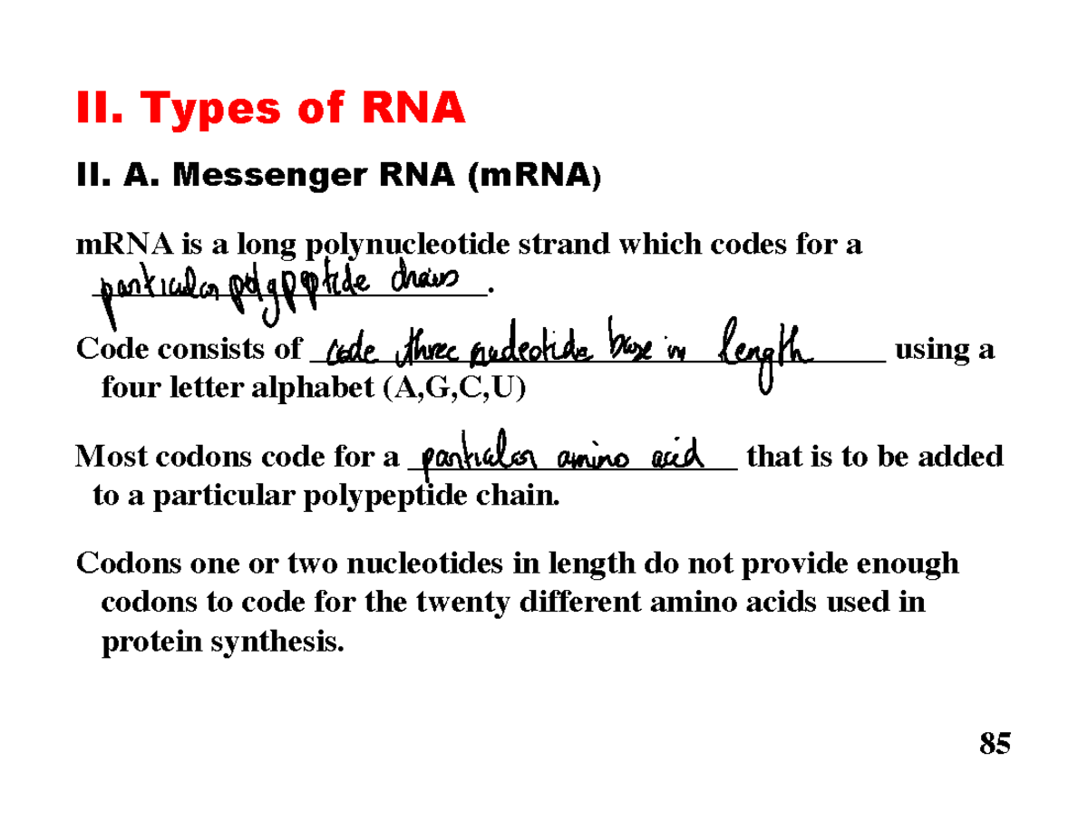 Dr. Smith Lecture 11 - II. Types of RNA II. A. Messenger RNA (mRNA ...