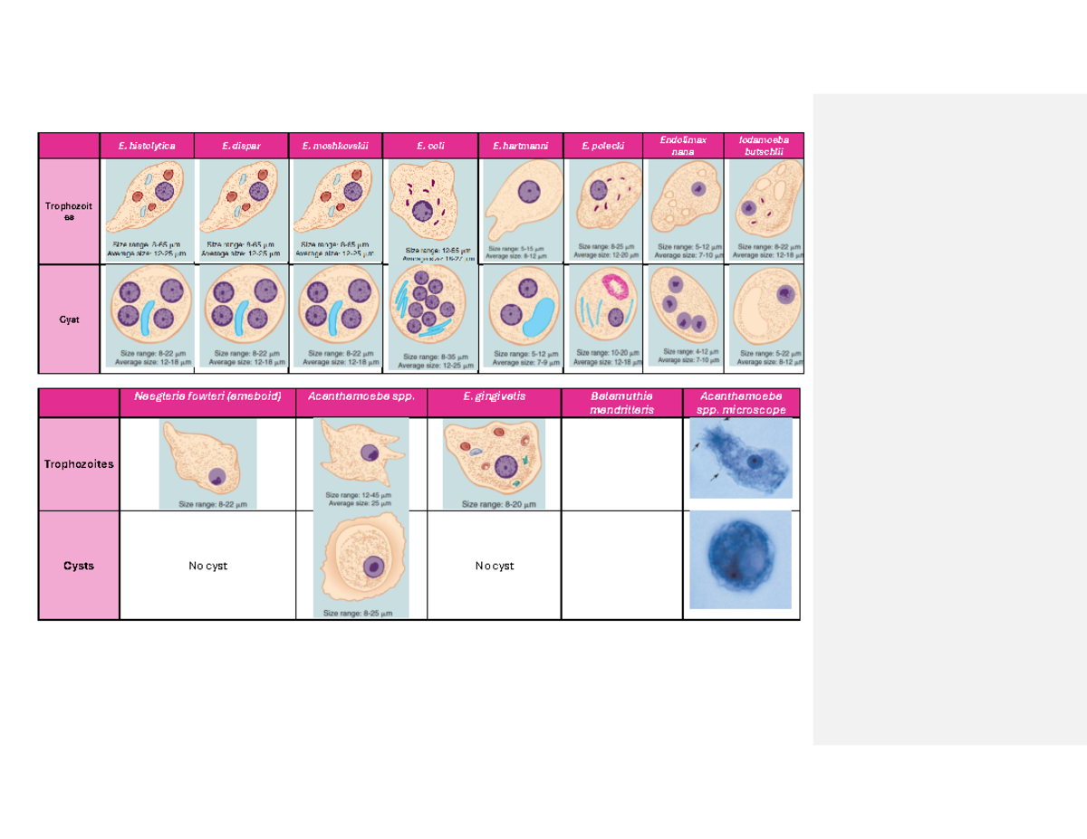 4. Amoeba Charts - Summary Parasitology - E. histolytica E. dispar E ...