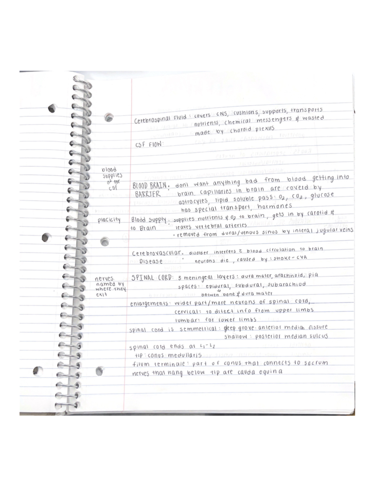 Anatomy (dragged) 5 - stacy ruch - BIO 175 - Studocu