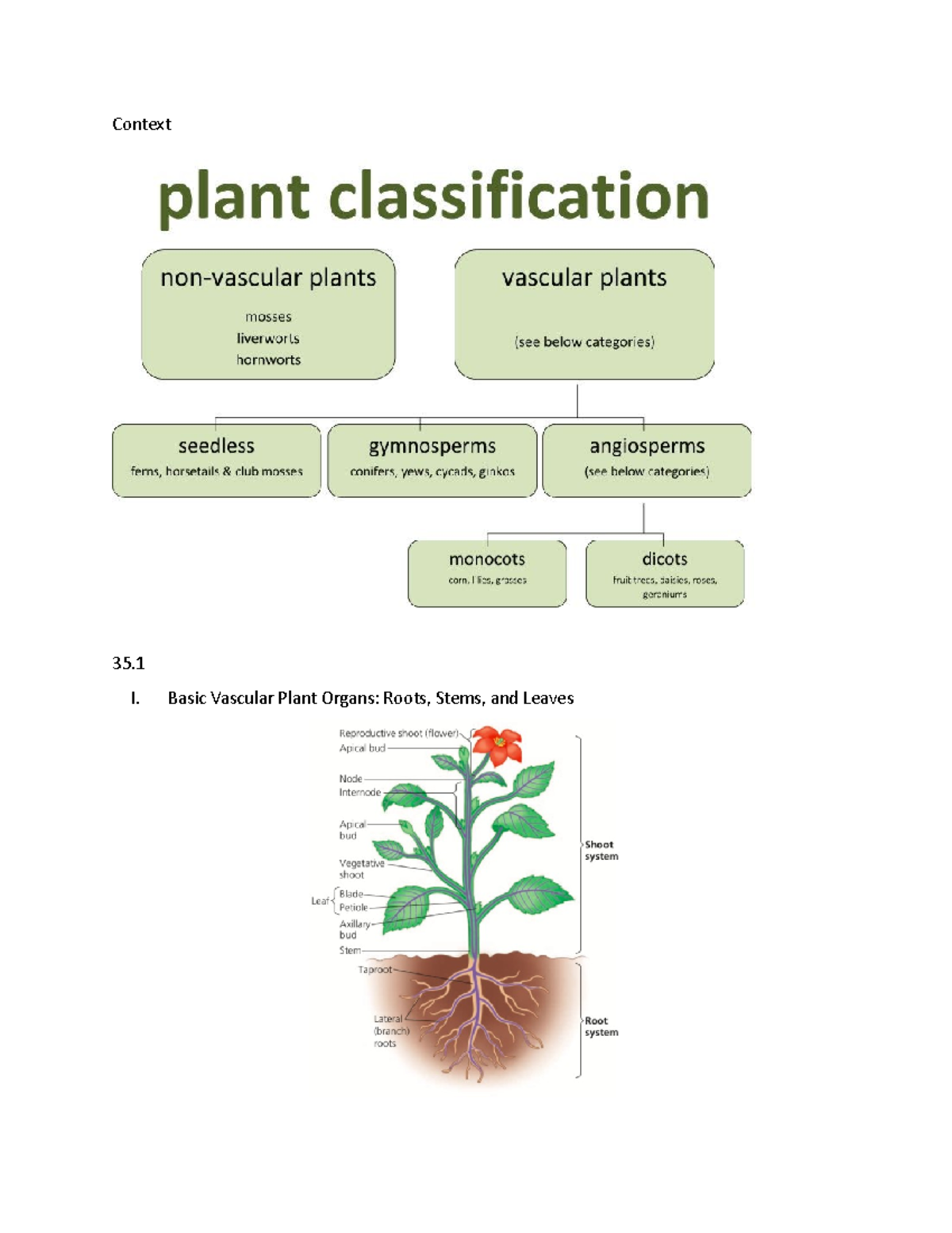 BIO11 LE2 Campbell Notes - Context 35. I. Basic Vascular Plant Organs ...