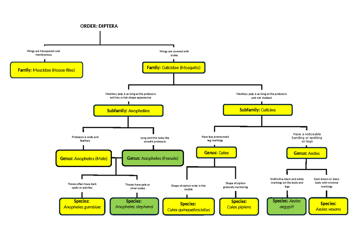 Dichotmous key - It is what it is - ORDER: DIPTERA Family: Muscidae ...