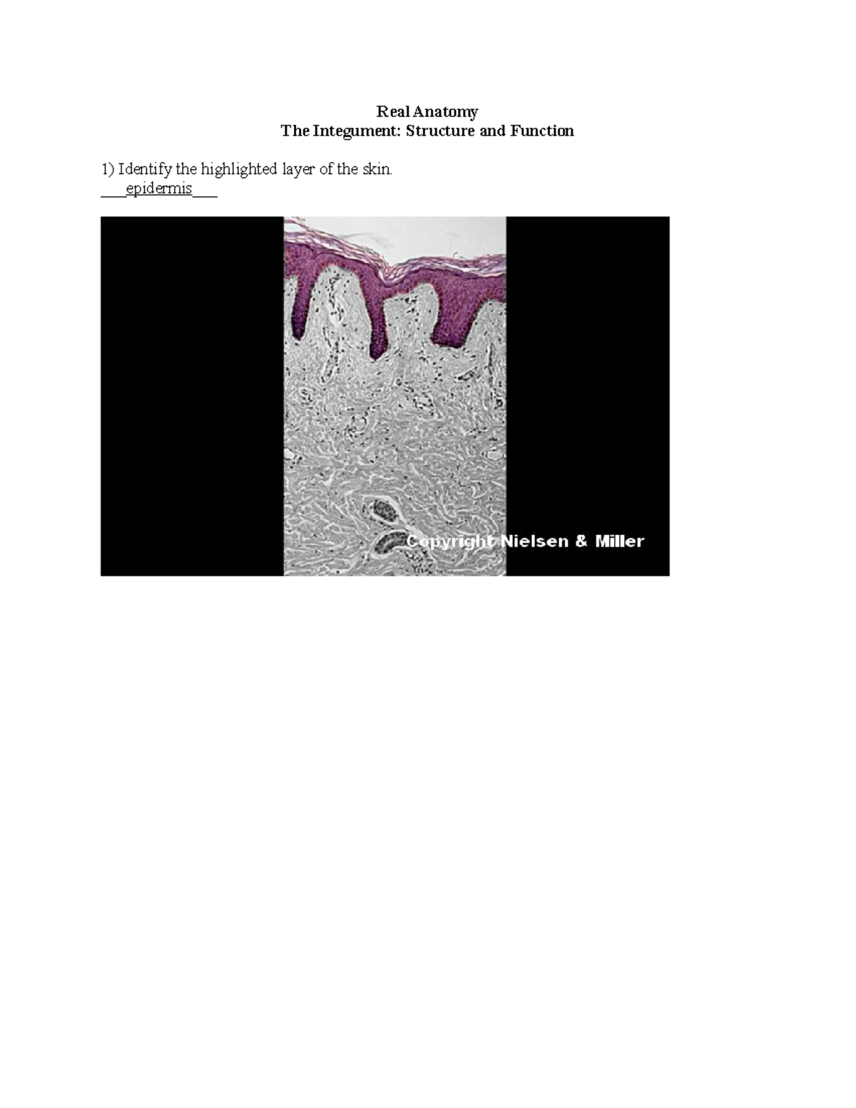03 the integument-structure and function Answer Key - Real Anatomy The ...