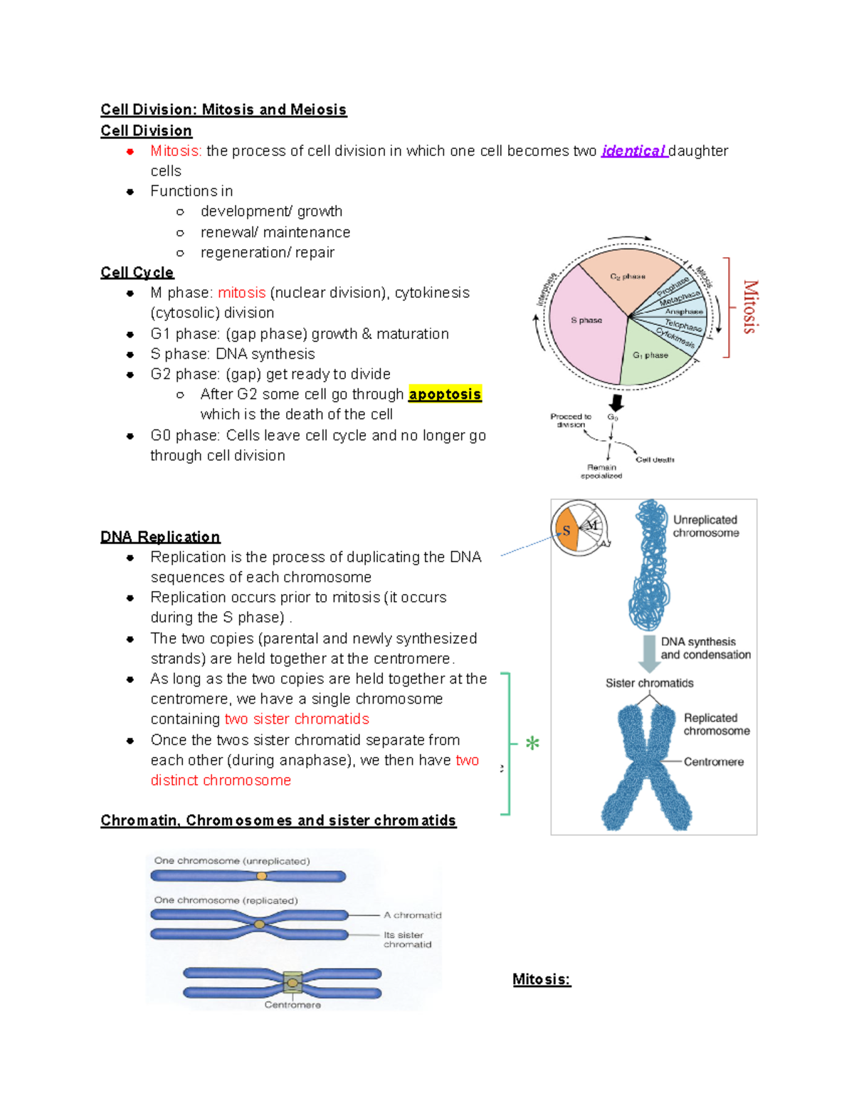 Medical Genetics Powerpoint 1 Part 3 - Cell Division: Mitosis and ...