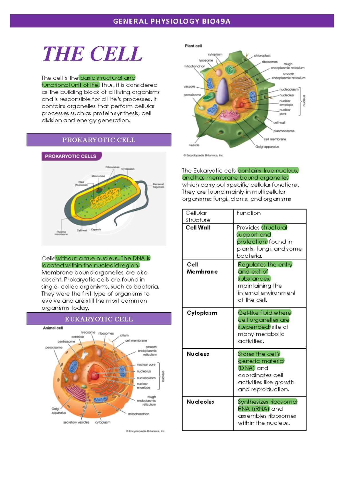 THE CELL - basic cell structures - THE CELL The cell is the basic ...
