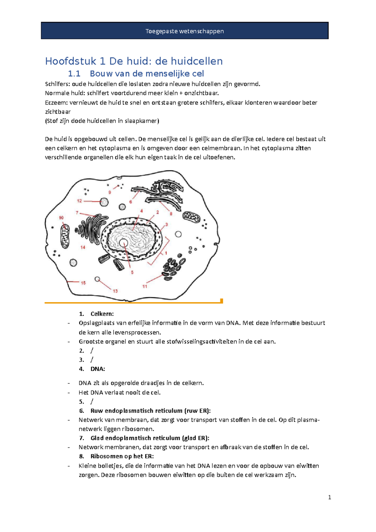 Examen januari - Hoofdstuk 1 De huid: de huidcellen 1 Bouw van de ...