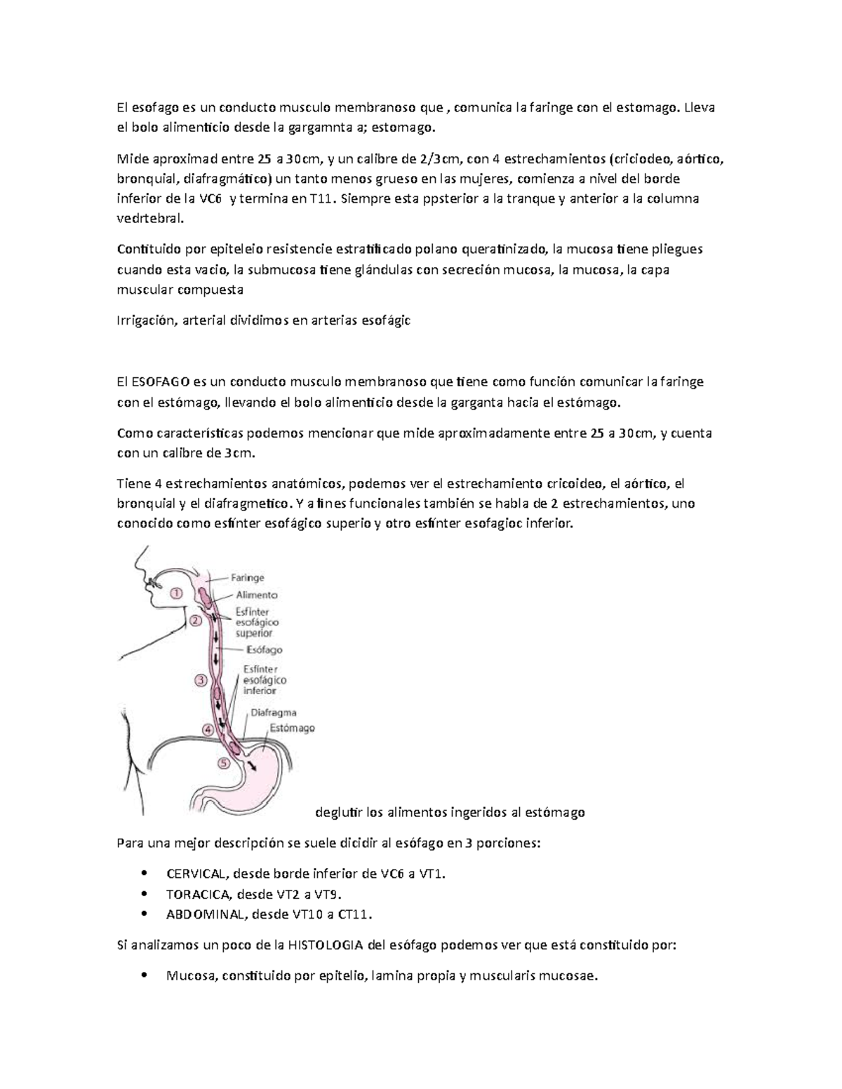 El esofago es un conducto musculo membranoso que - Lleva el bolo ...