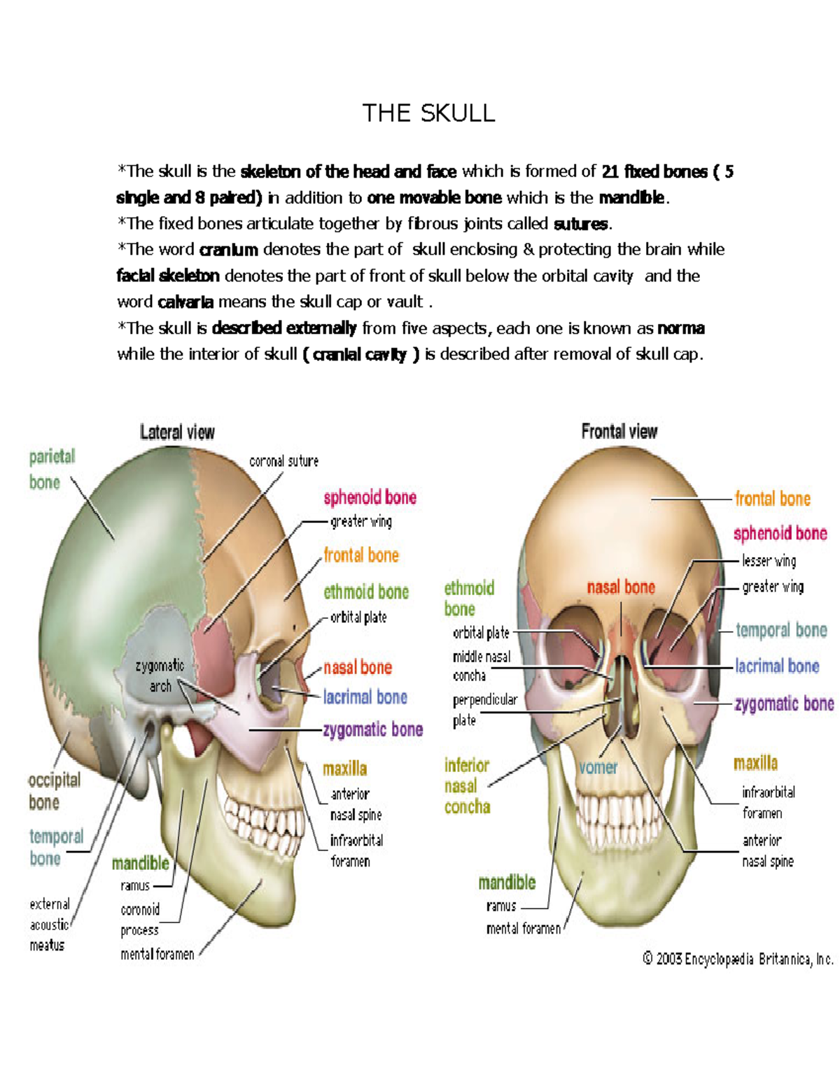 Anatomy of skull - a lecture note - THE SKULL *The skull is the ...