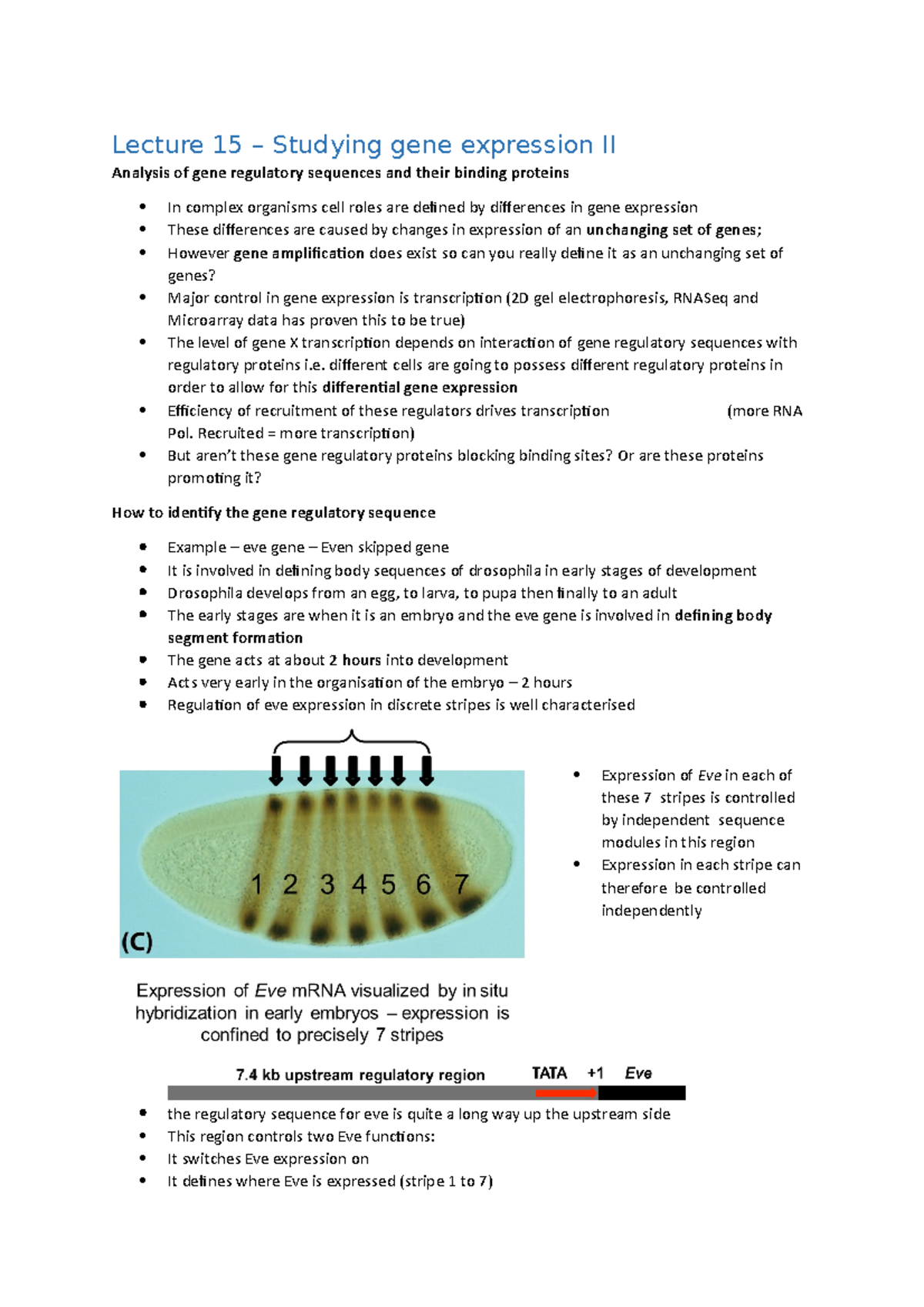 L15 - gene expression II - Lecture 15 – Studying gene expression II ...