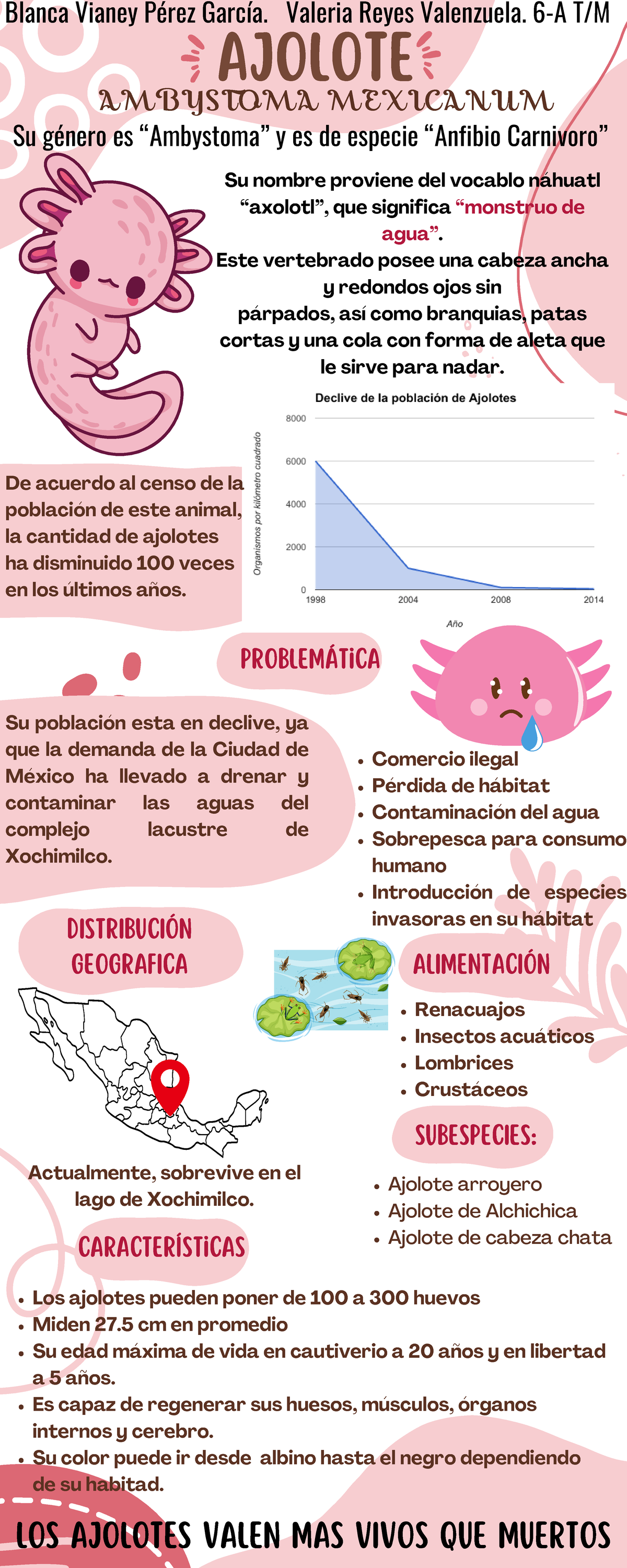 718572993 Infografia de Ajolote - AJOLOTE Su nombre proviene del ...