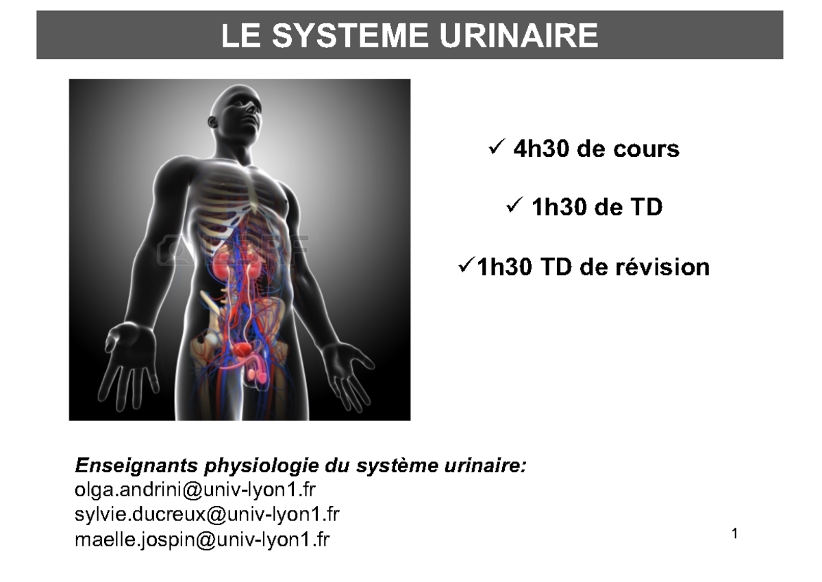 Systeme urinaire - Physiologie - UCBL - StuDocu