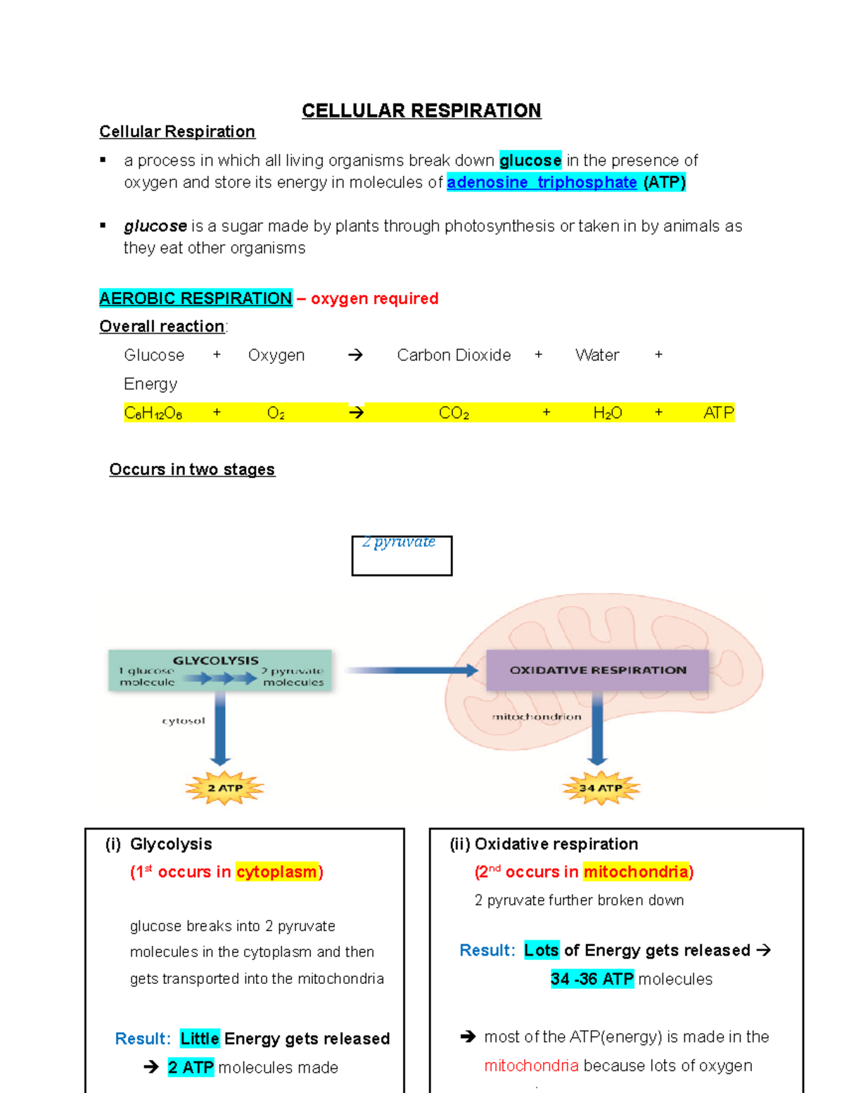 Cellular Respiration - Biology - CELLULAR RESPIRATION Cellular ...