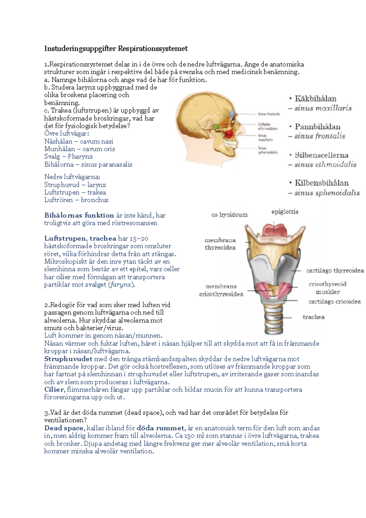 Instuderingsuppgifter Respirationssystemet - Ange de anatomiska ...