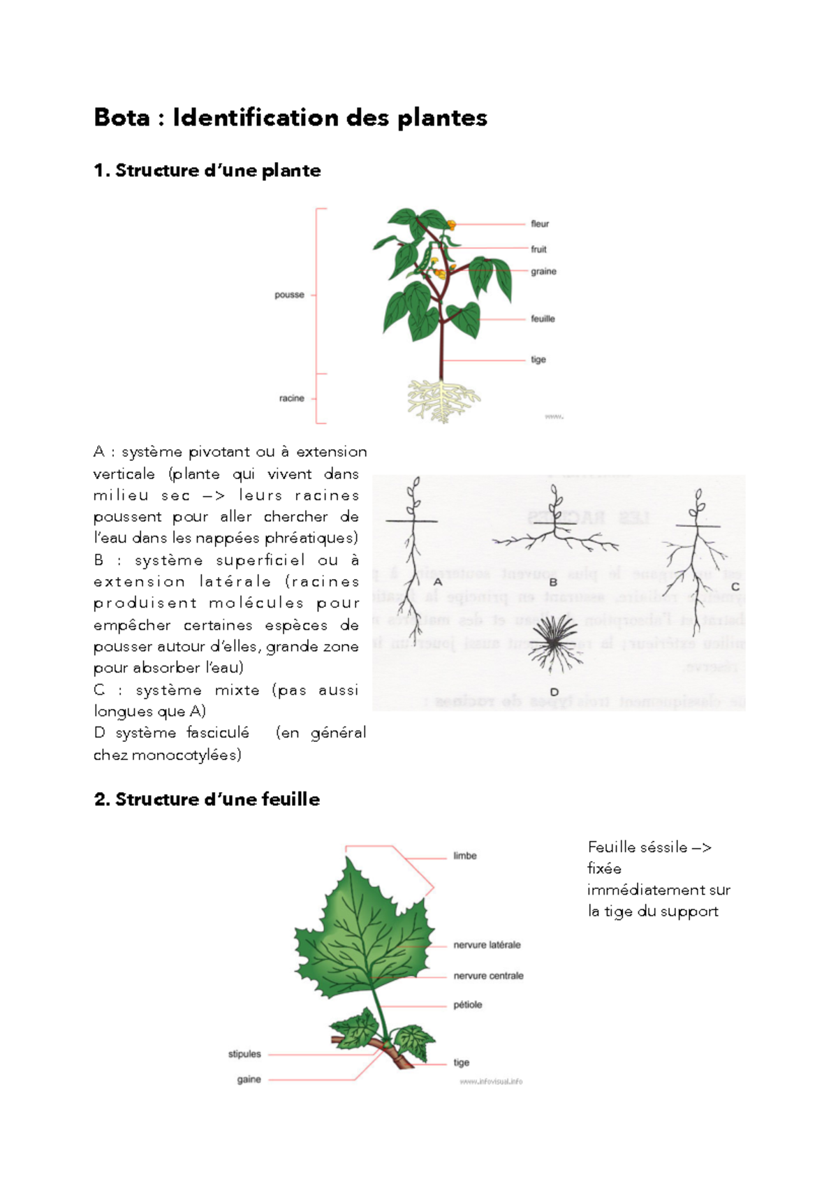 Identification des plantes - Structure d’une plante A : système ...