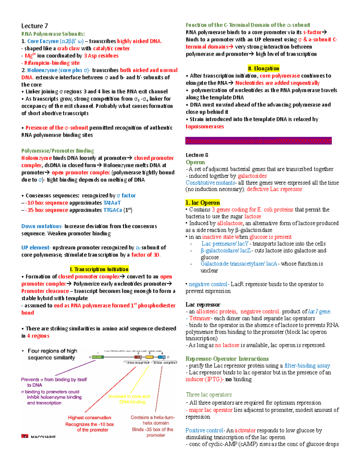 Lecture 7-9 summary - Lecture 7 RNA Polymerase Subunits: Core Enzyme ...