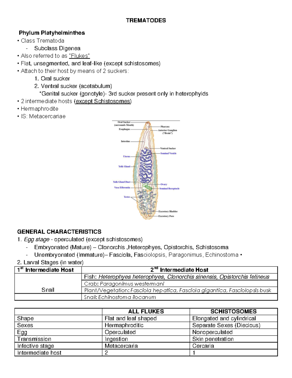 Trematodes Table in parasitology - TREMATODES Phylum Platyhelminthes ...