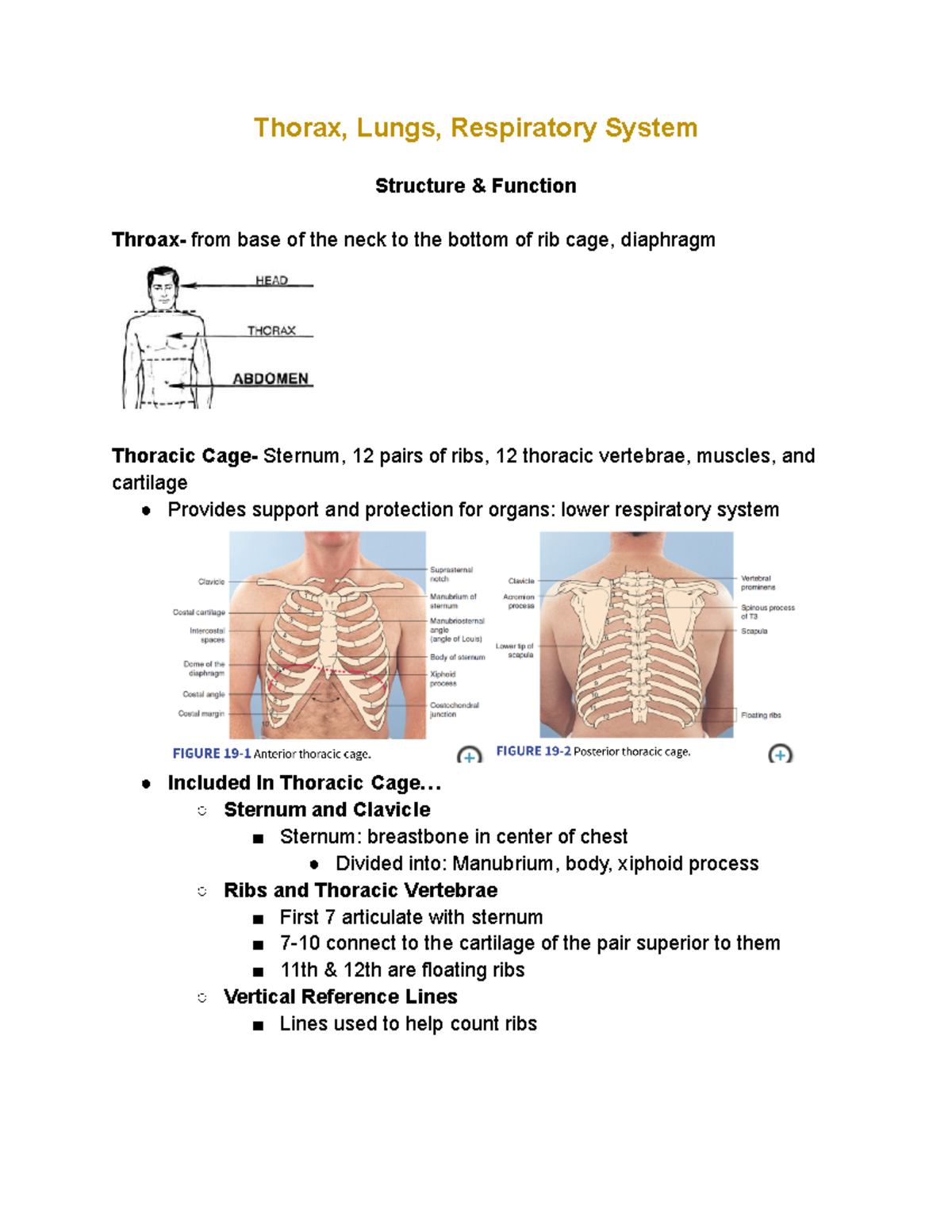 304 Week 4 - notes - Thorax, Lungs, Respiratory System Structure ...