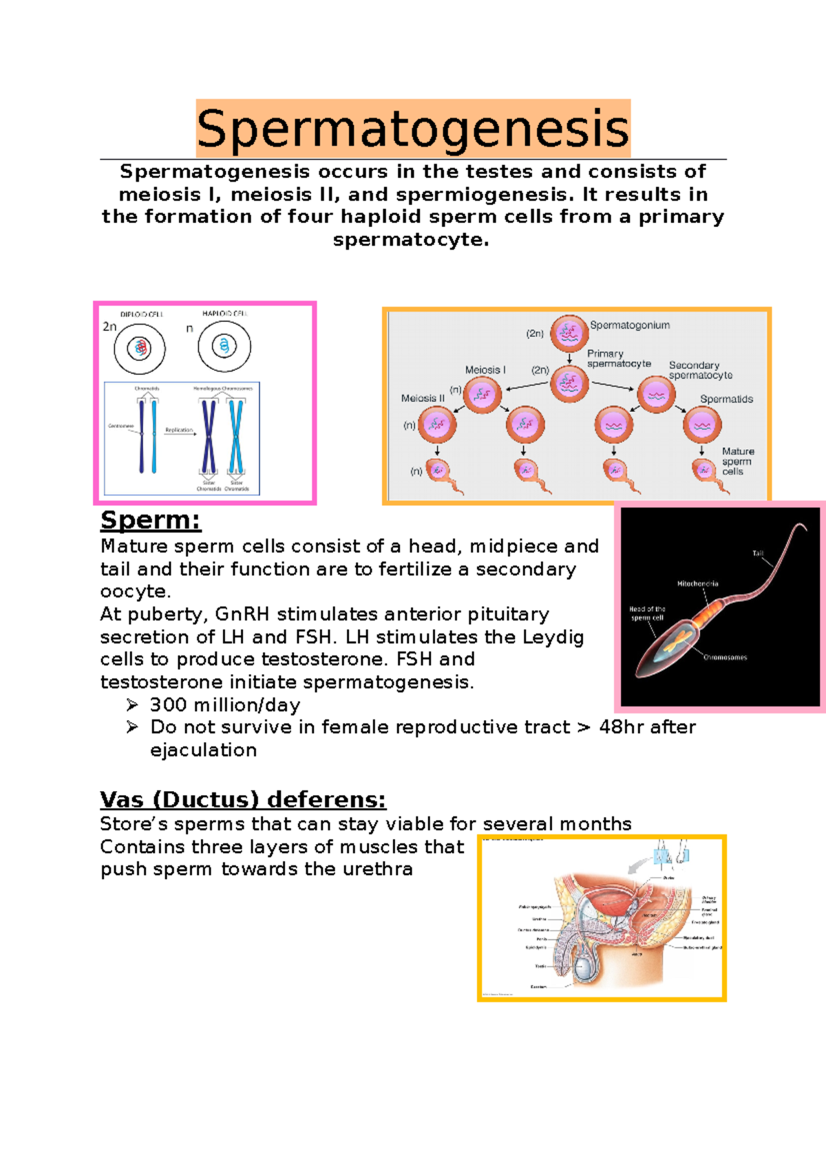Spermatogenesis - Lecture notes 14 - Spermatogenesis Spermatogenesis ...