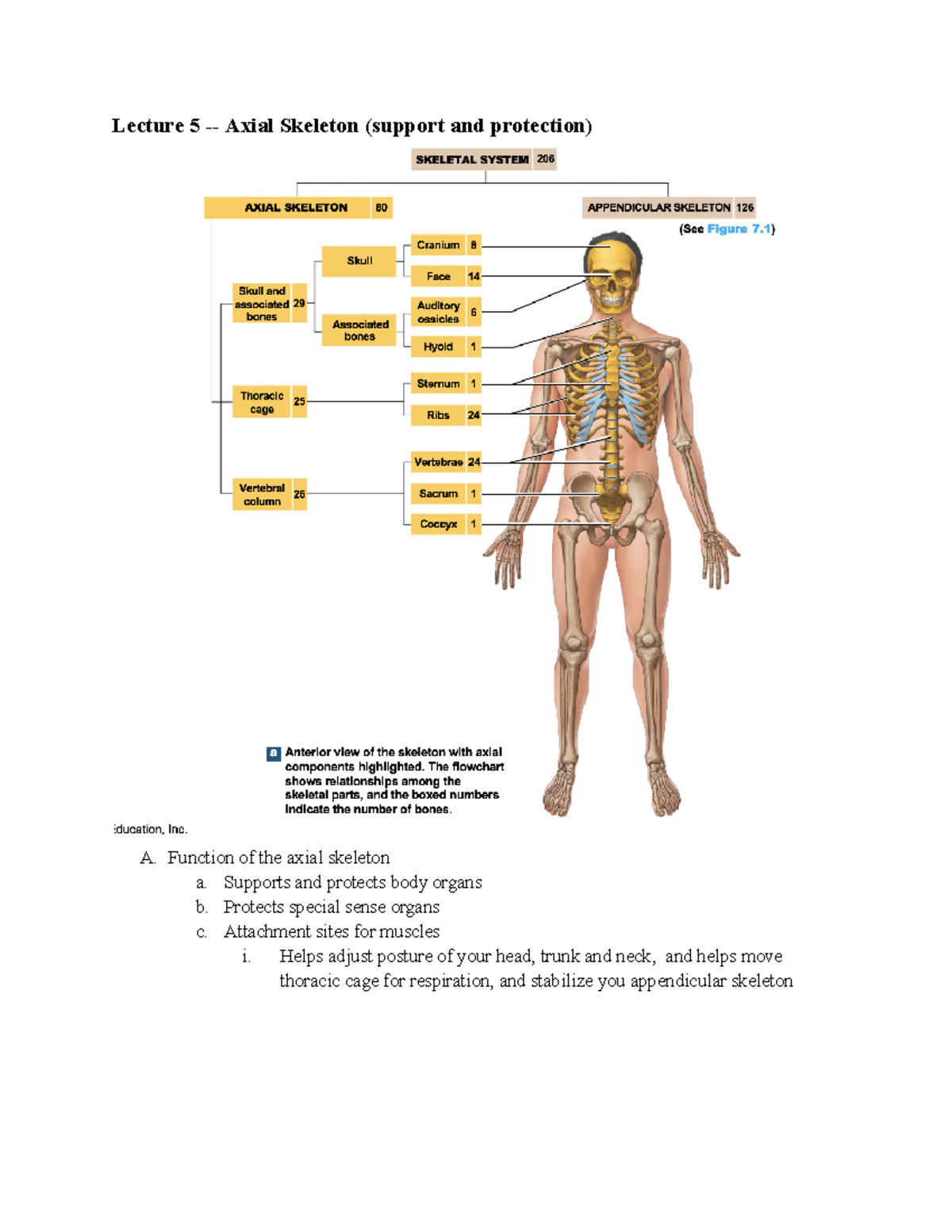 Lecture 5 Axial Skeleton support And Protection Lecture 5 Axial
