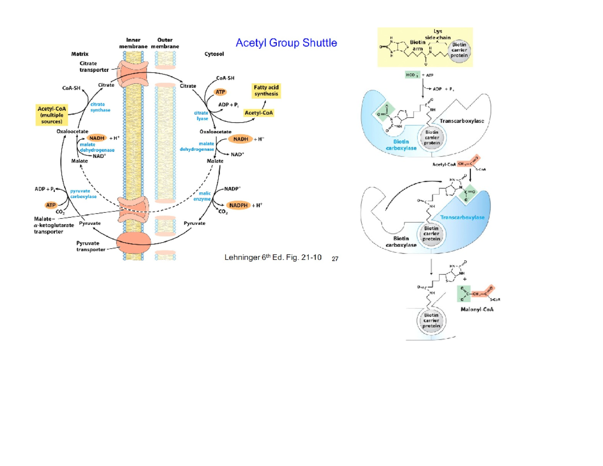 Fatty Acids Synthesis Slide Graphs - BIOC 3560 - Studocu