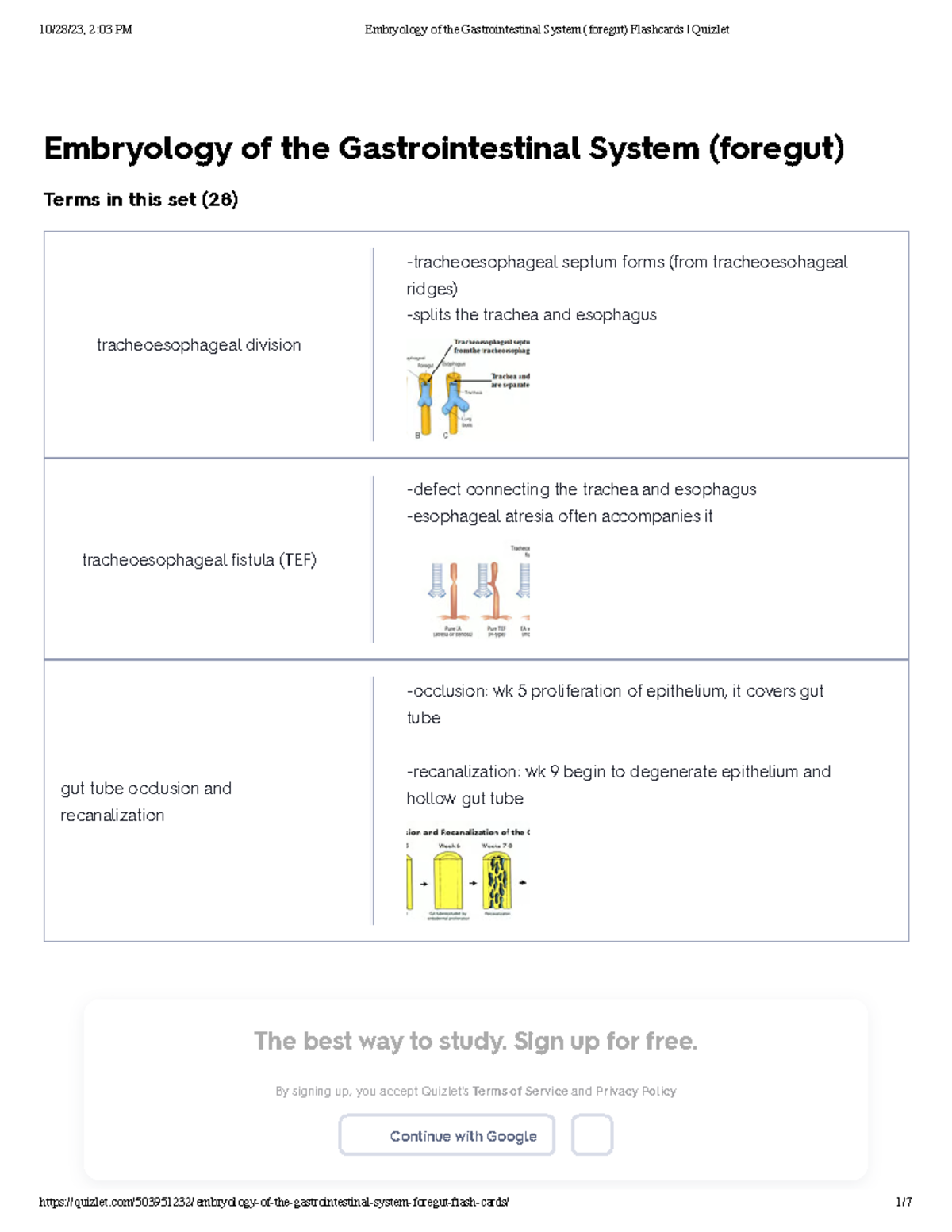 Embryology of the Gastrointestinal System (foregut) Flashcards Quizlet ...