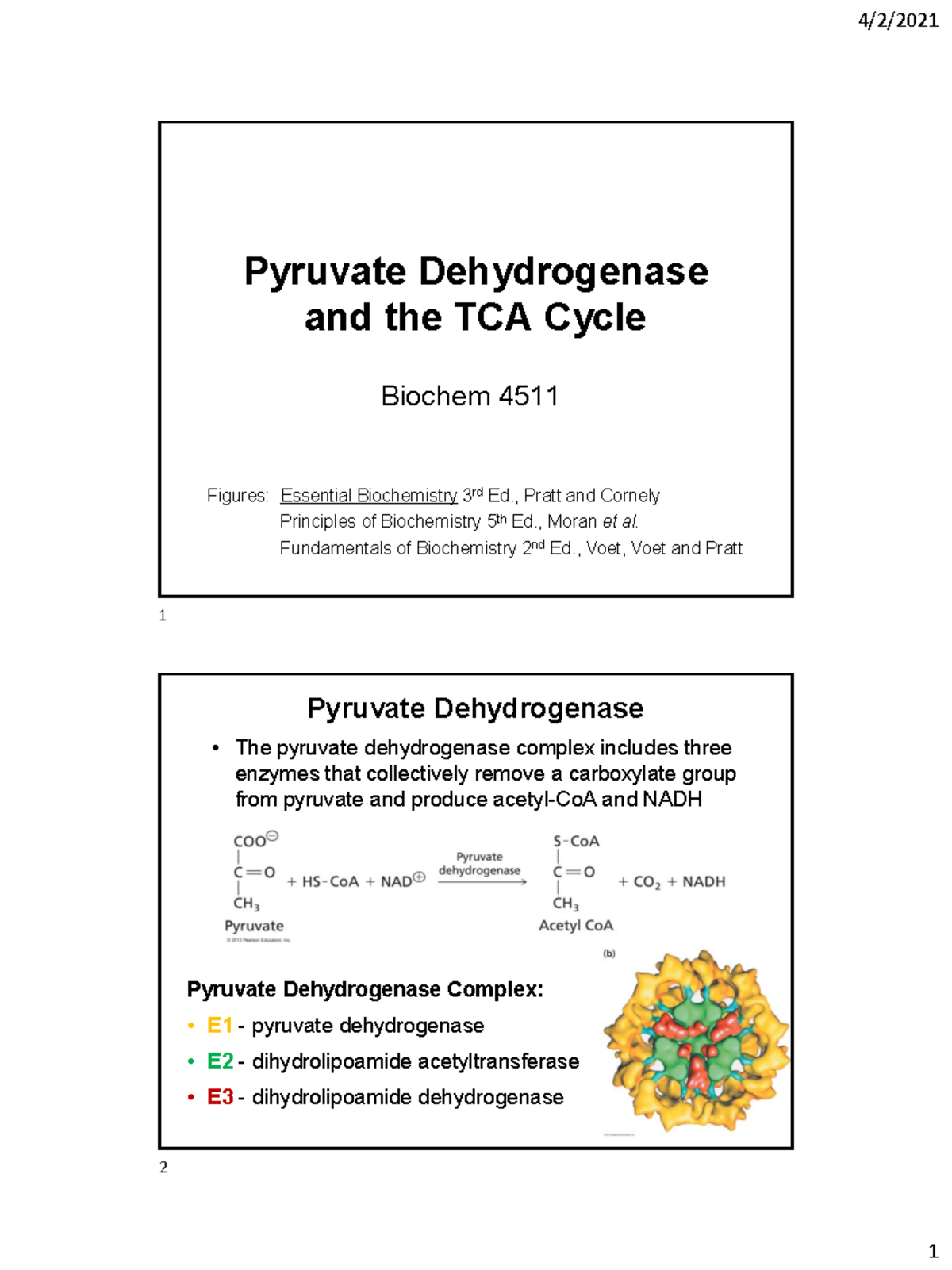 Chapter 13 Pyruvate Dehydrogenase and TCA Cycle - Pyruvate ...
