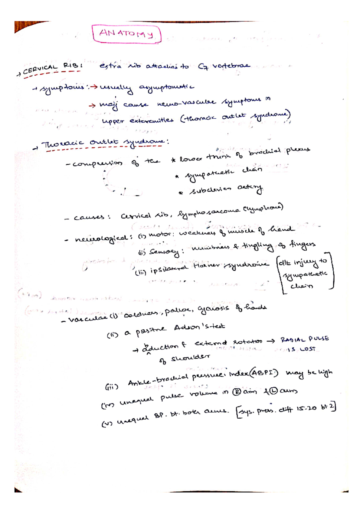 respiratory anatomy - ANATOMY r CERVICAL RIB: C7 estra rib attaches to ...