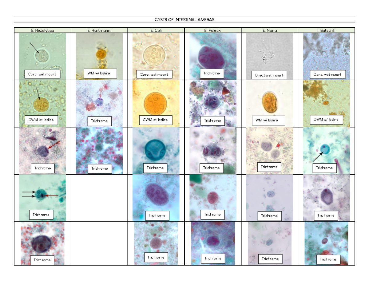 Parasitology Comparison Of Ameba And Flagellates - CYSTS OF INTESTINAL ...