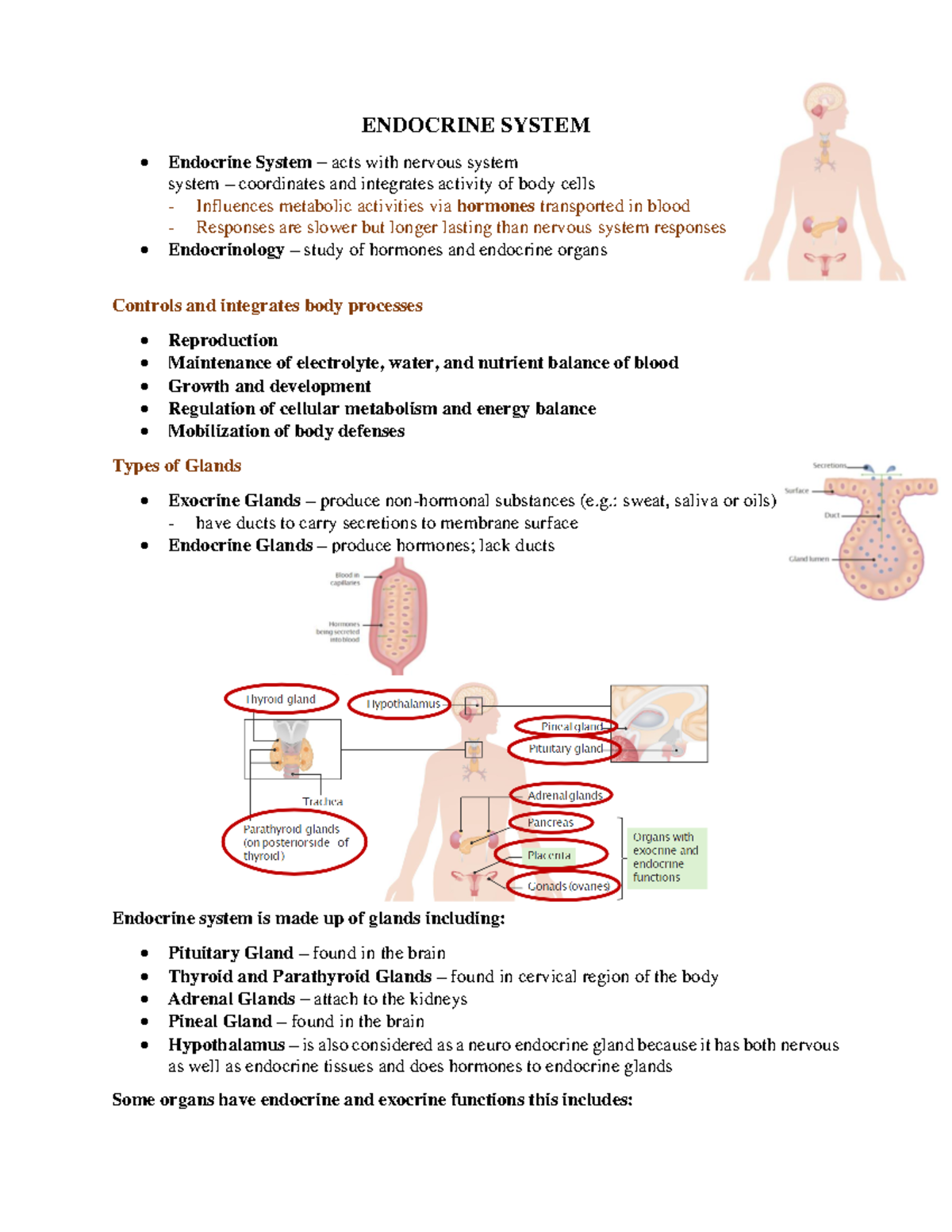 LEC 14 The Endocrine System Reviewer - ENDOCRINE SYSTEM Endocrine ...