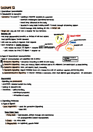 Lecture 13 Notes Gen Bio - Lecture 13 1 Of HormoneSecretion A ...