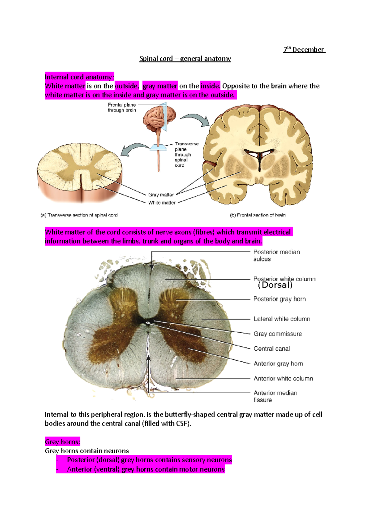 Spinal cord anatomy pt 2- 7th December - 7 th December Spinal cord ...